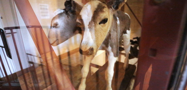 A Closer Look: The Science Behind a Two-Headed Calf - Huron County Museum